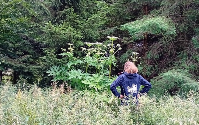 Une invasive plutôt brûlante: la berce du Caucase – Contrat de Rivière ...